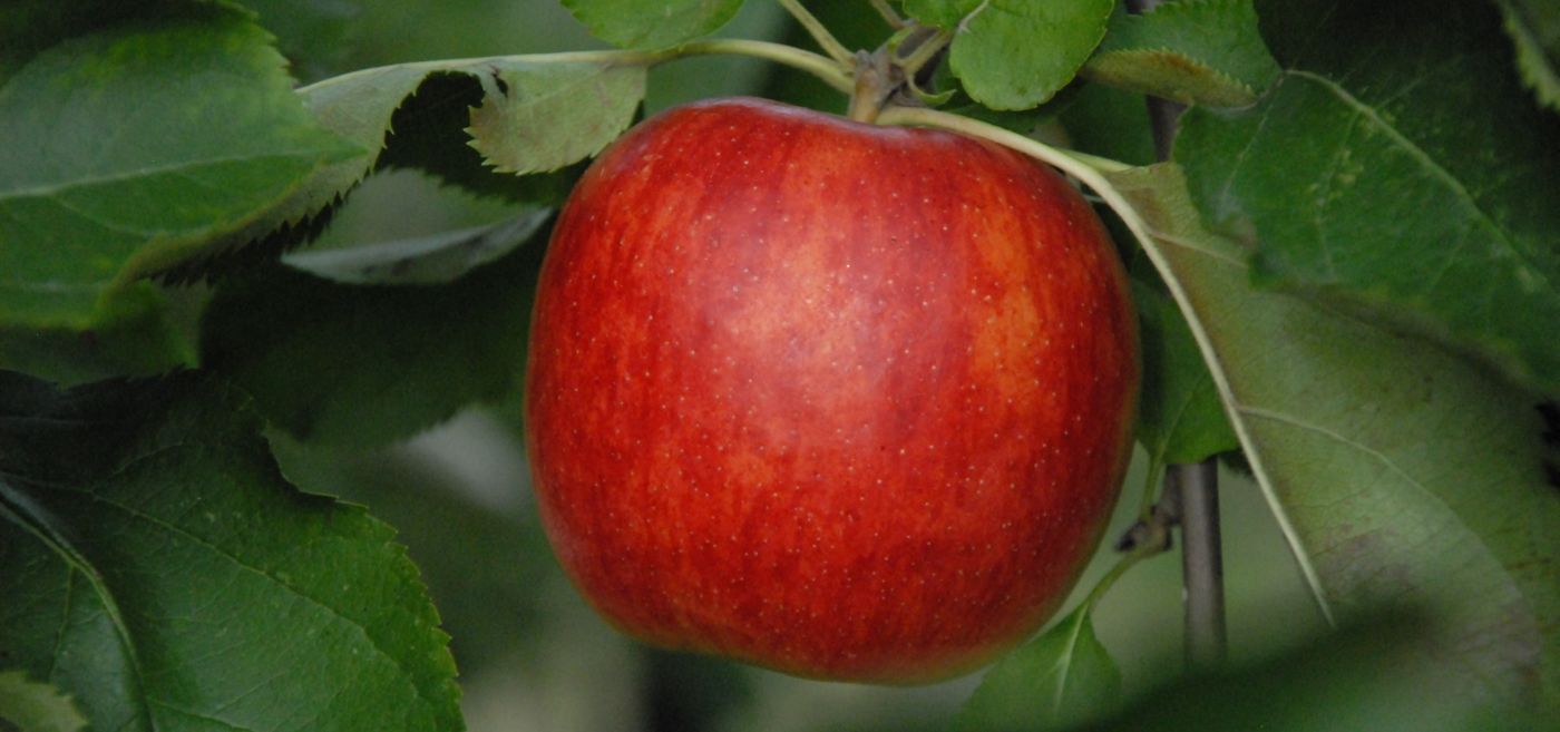 Bio agriculture at the biological farm Vill in South Tyrol, Italy