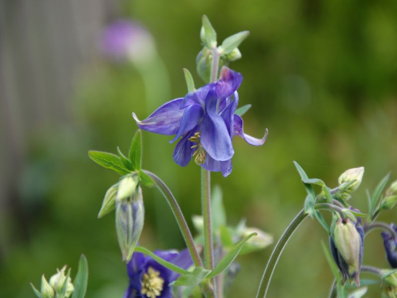 Bio agriculture at the biological farm Vill in South Tyrol, Italy
